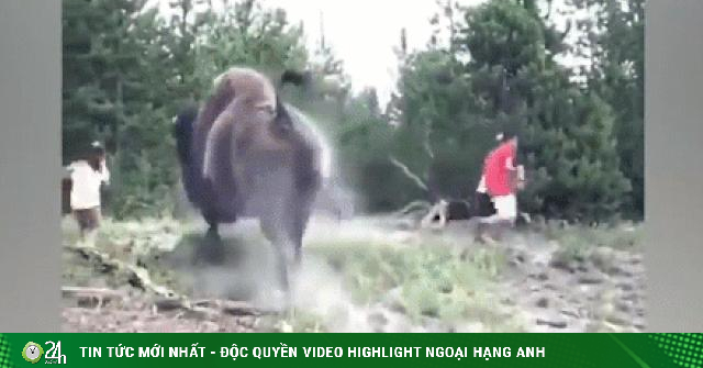 Clip: Bò rừng Bison húc tung du khách lên trời