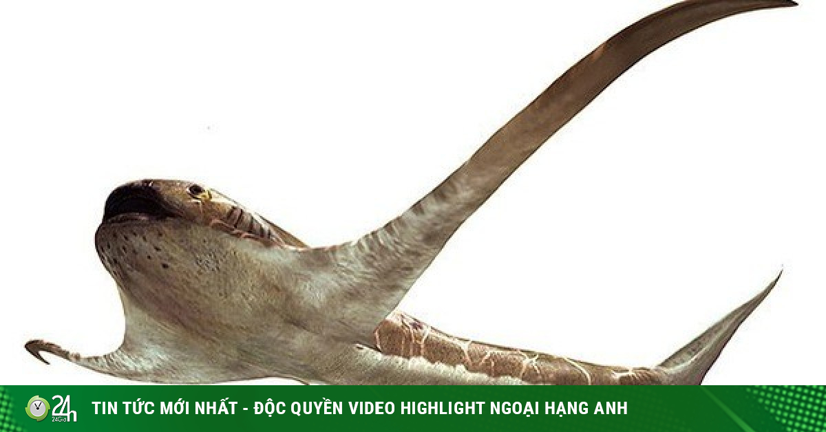 Phát hiện loài cá mập có... cánh chưa từng thấy trên thế giới