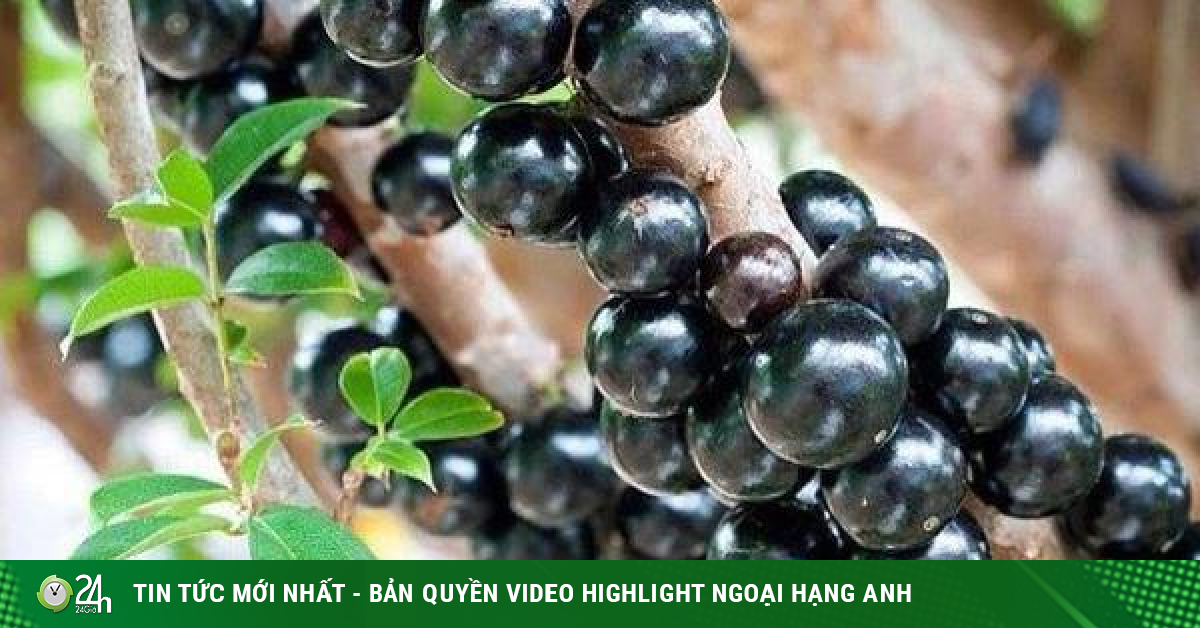 Lạ đời loại nho mọc chi chít dọc thân cây, nhiều người tò mò muốn đặt ...