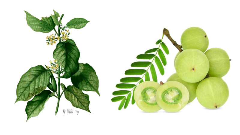 Đột phá mới: kết hợp Dây thìa canh lá to với Crominex 3+ giúp giảm ...