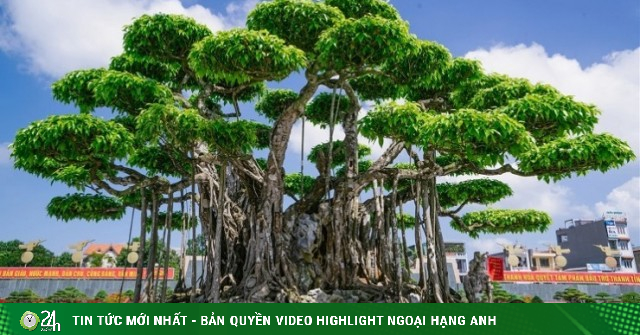 "Điểm mặt” những "siêu cây” dáng long đắt nhất Việt Nam, có cây trị giá ...