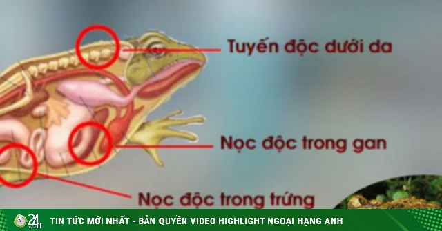 3 trẻ thương vong do ăn món mà không ít phụ huynh làm để tẩm bổ cho con