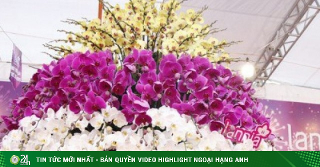 Chậu hoa lan dát vàng giá hơn 1,6 tỷ đồng ở Bắc Giang đã có khách hỏi mua