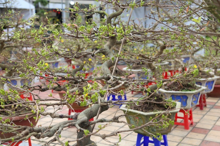 Tết con Rồng, mai dáng long đổ bộ chợ hoa Tết