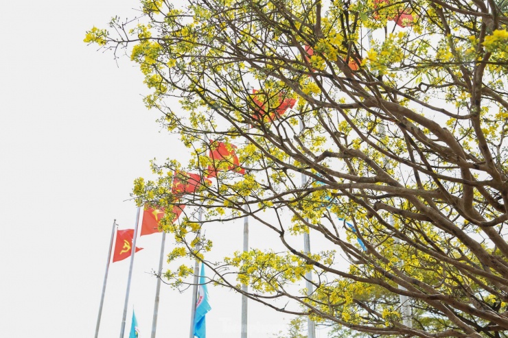 Tết con Rồng, mai dáng long đổ bộ chợ hoa Tết