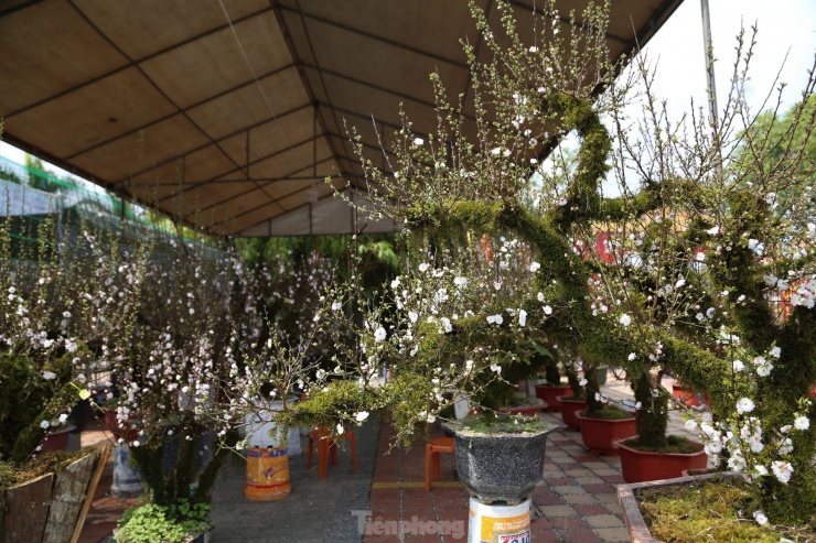 Tết con Rồng, mai dáng long đổ bộ chợ hoa Tết