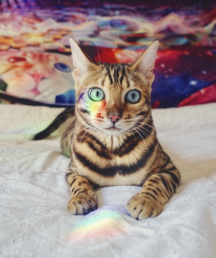 Top những chú mèo giàu nhất thế giới, sở hữu tài sản hơn 100 triệu USD