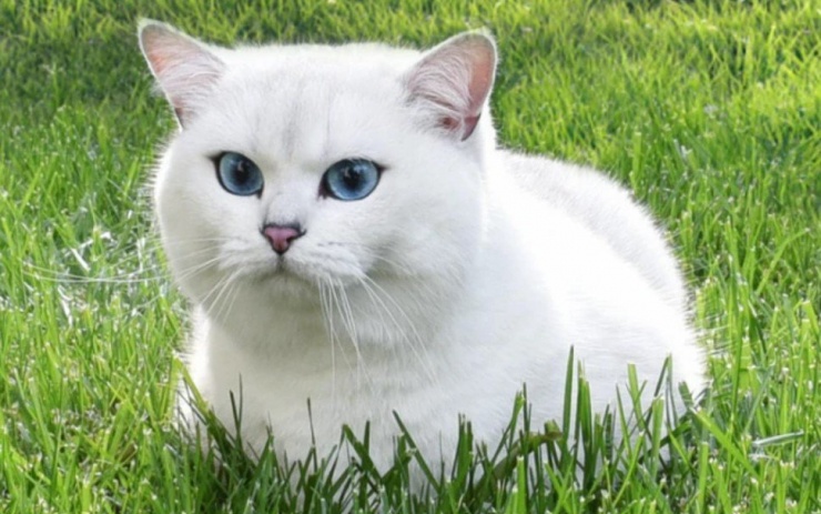 Top những chú mèo giàu nhất thế giới, sở hữu tài sản hơn 100 triệu USD