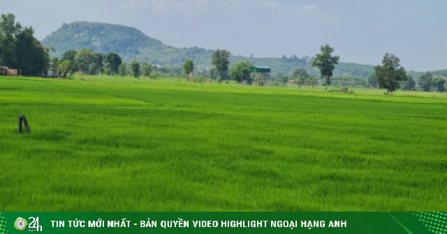 Quy định mới về cá nhân không trực tiếp canh tác nhận chuyển nhượng đất ...