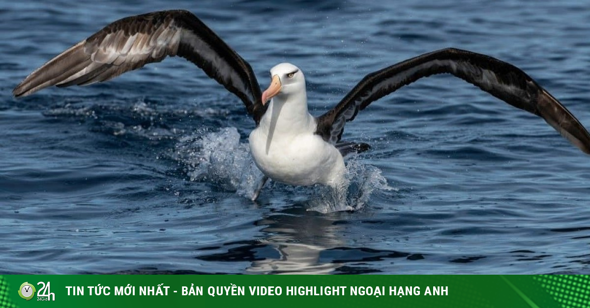 Loài chim bay lớn nhất thế giới, di chuyển trên bầu trời cả năm không ...