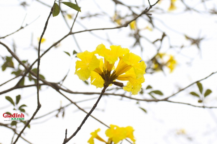 Chị em ‘phát sốt’ với con đường hoa Phong Linh vàng rực ở Hà Nội