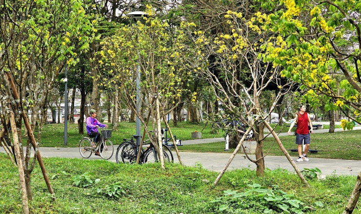 Mê mẩn ngắm mai vàng khoe sắc khắp phố phường xứ Huế