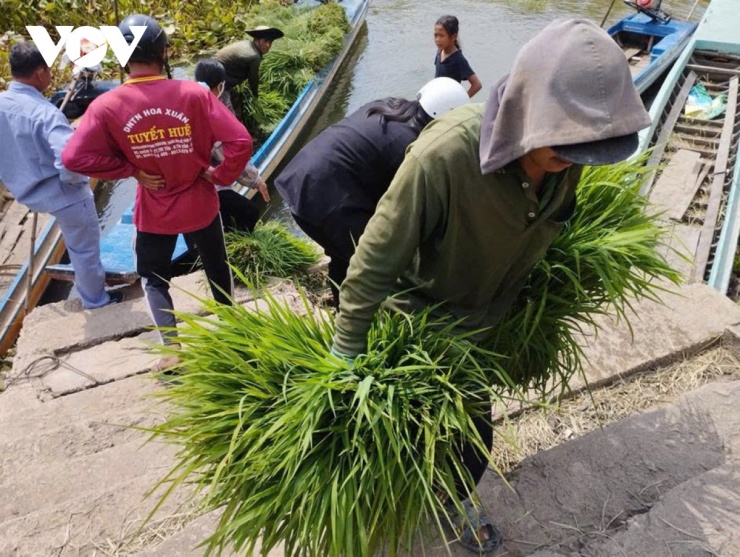 Độc đáo chợ bán cỏ ở miền Tây