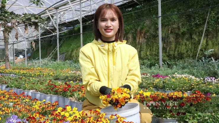 Trồng hoa viola tên nghe lạ hoắc, làm đẹp đồ ăn bàn tiệc, nông dân Lâm ...