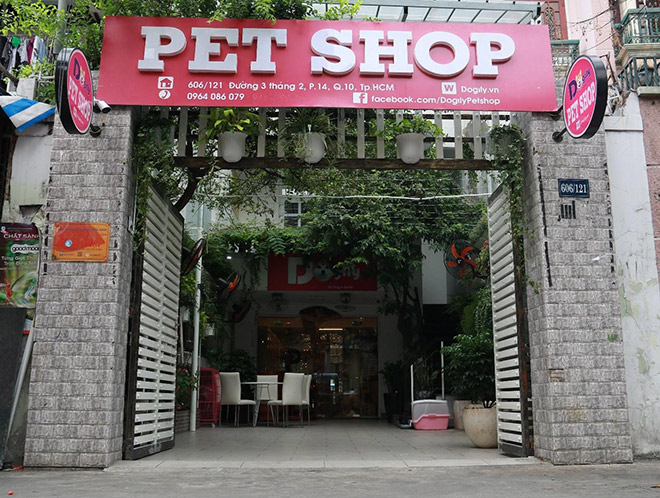 Dogily Petshop – "Thiên đường vàng” của loài mèo Anh lông ngắn