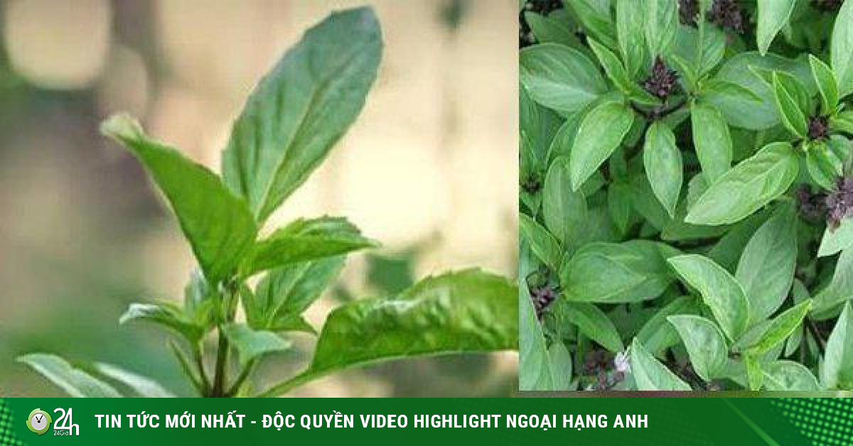 5 lợi ích kỳ diệu từ lá húng quế không phải ai cũng biết