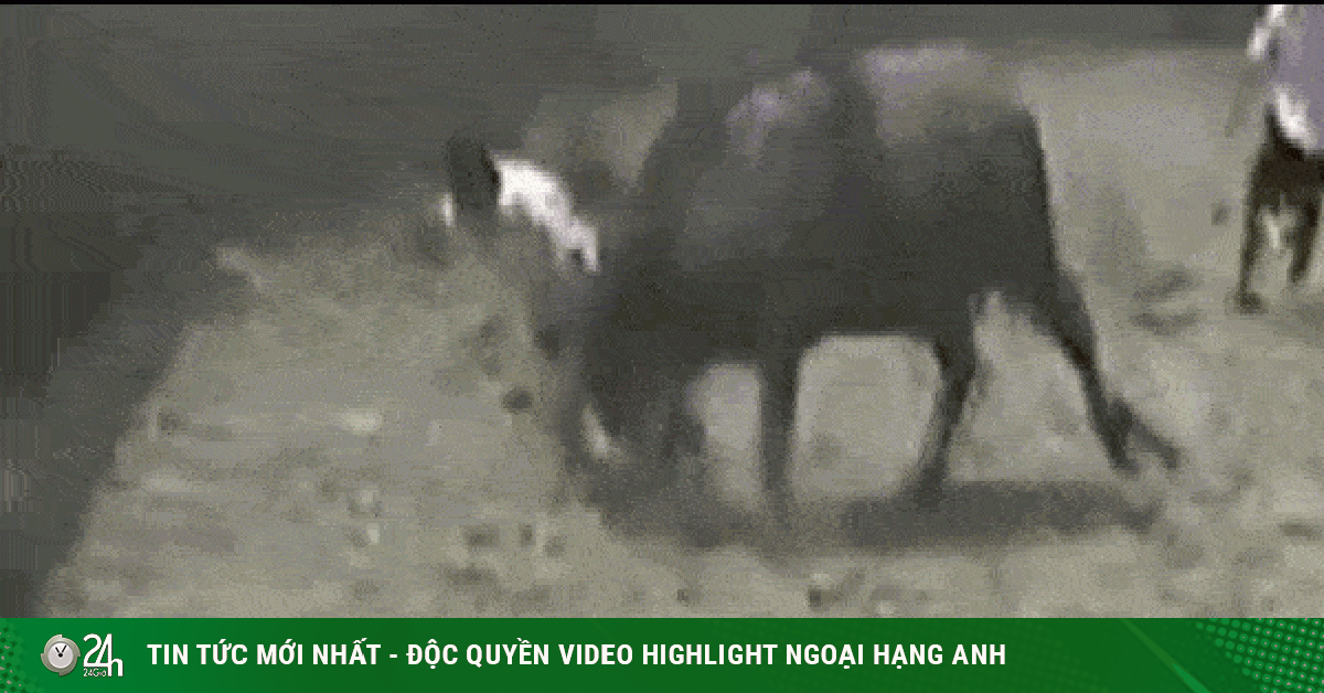 Video: Rùng mình cảnh trâu điên húc người đàn ông văng lên không trung ...