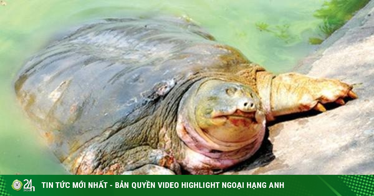 Rùa Hoàn Kiếm ở hồ Đồng Mô qua đời