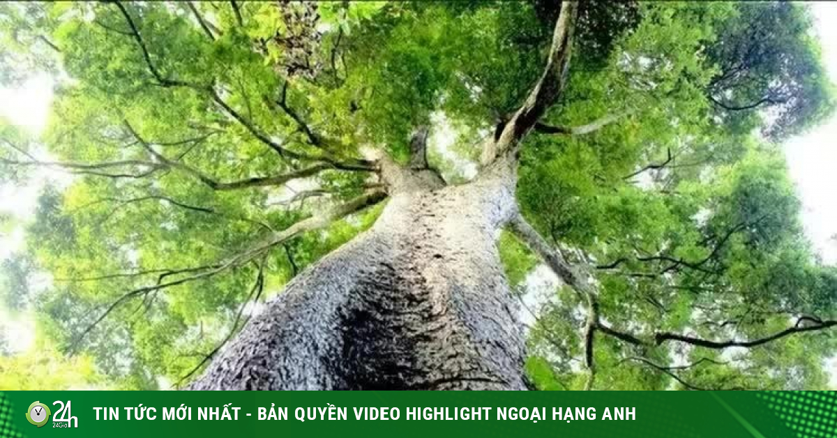 Điều ít biết về cây gỗ gần 9.000 tỷ không ai dám trồng