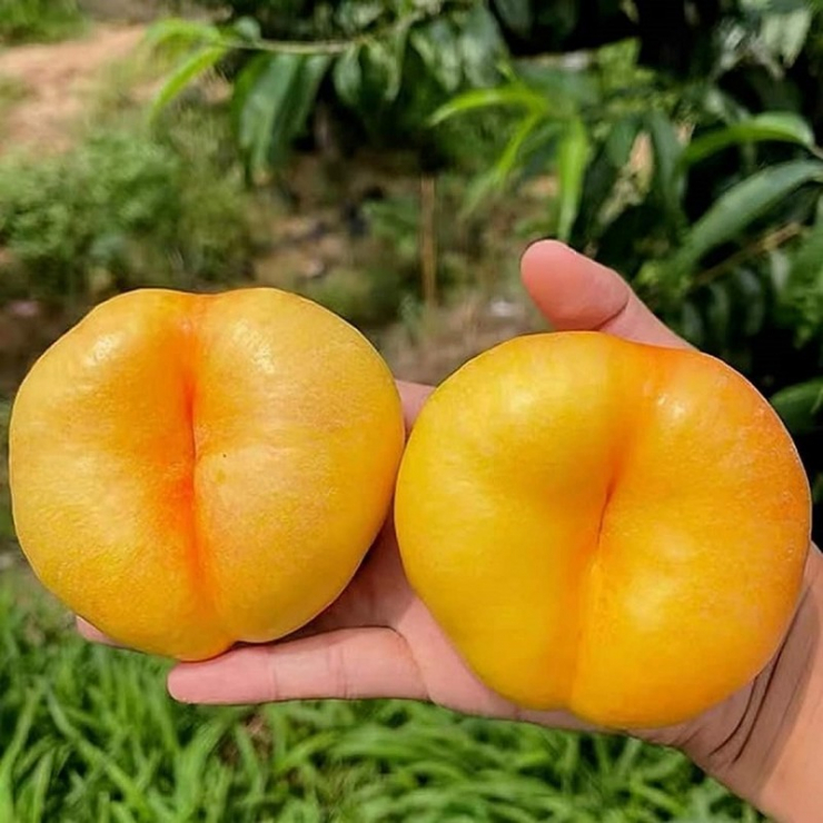 3 loại đào Trung Quốc khách Việt "xếp hàng” chờ mua ăn