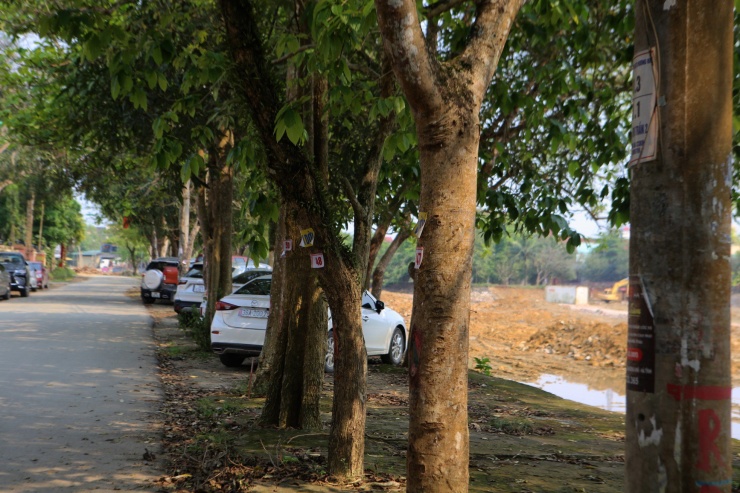 Hàng cây xà cừ 30 năm tuổi bị đốn hạ phục vụ dự án trăm tỷ khiến nhiều ...