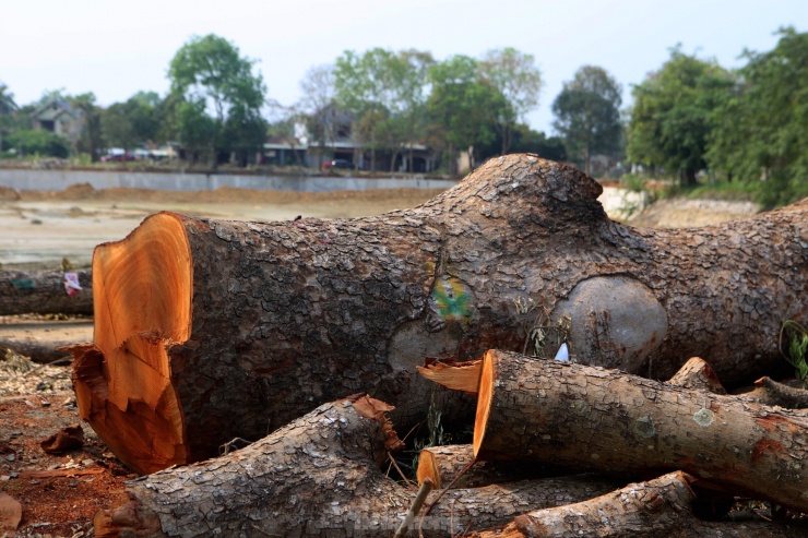 Hàng cây xà cừ 30 năm tuổi bị đốn hạ phục vụ dự án trăm tỷ khiến nhiều ...