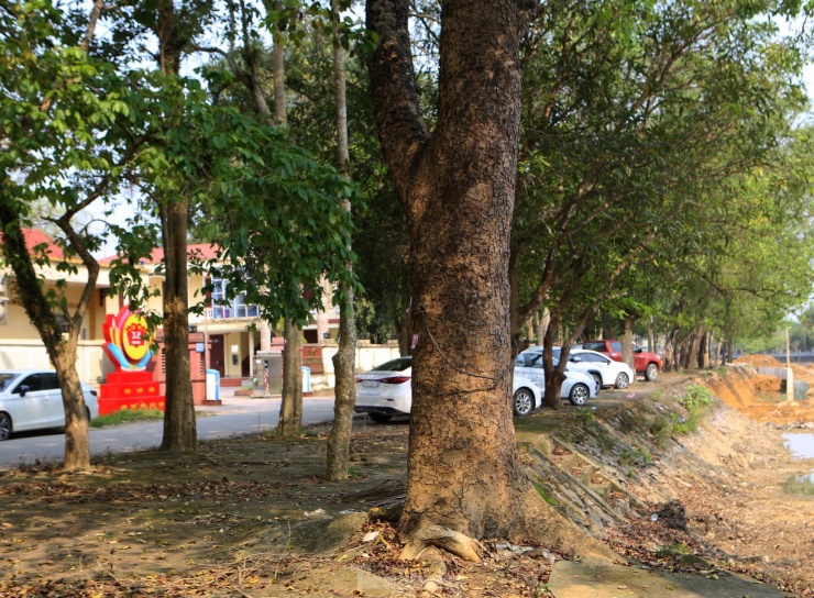 Hàng cây xà cừ 30 năm tuổi bị đốn hạ phục vụ dự án trăm tỷ khiến nhiều ...