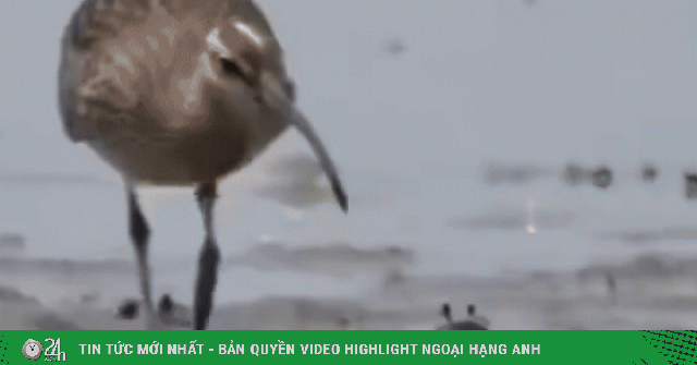 Cua đánh nhau với chim dẽ giun