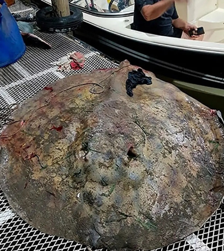 Người đàn ông câu được cá đuối khổng lồ nặng 250kg trên sông