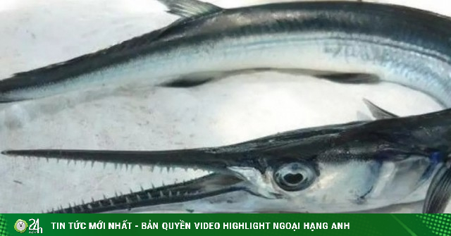 Loài cá miệng nhọn hoắt, răng sắc như dao, nhìn như "sát thủ", ai ngờ ...