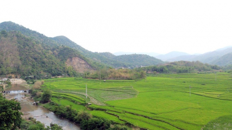 Cánh đồng ruộng bậc thang lúa đang thì con gái