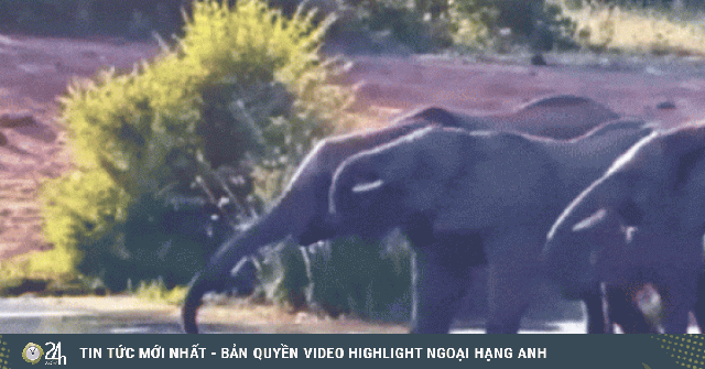 Clip: Voi rừng bị cá sấu cắn vòi, tấn công và cái kết đầy bất ngờ