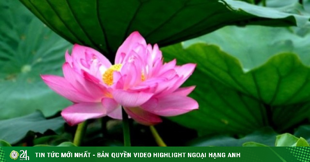 Vựa sen lớn nhất miền Bắc nằm ở đâu?