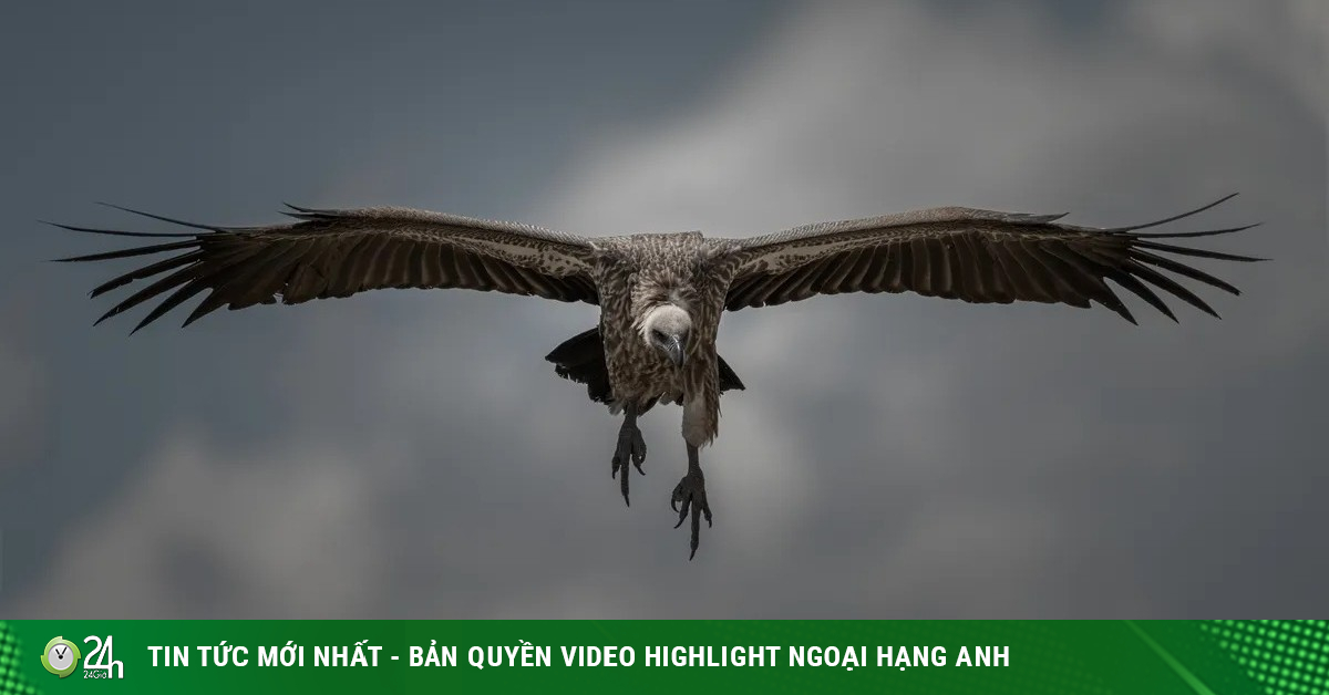 Loài chim nào bay cao nhất?