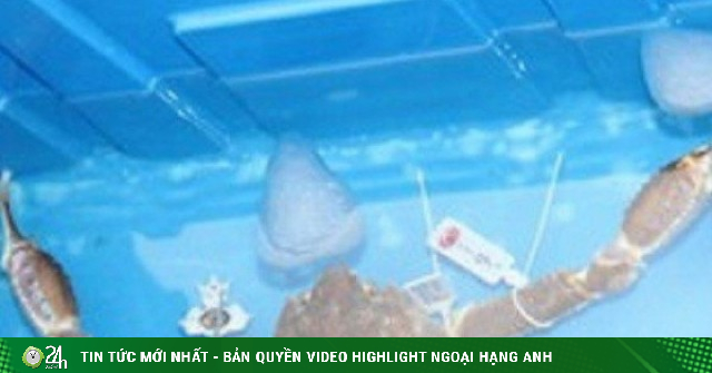 Con cua giá 1,6 tỷ đồng, người đàn ông vẫn xuống tiền mua