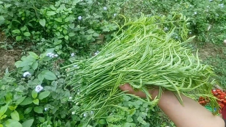 Bất ngờ những loại rau dân dã nay "cháy hàng” khắp phố