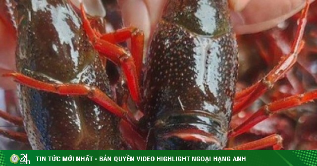 Hải quan tăng cường kiểm soát tôm hùm đất