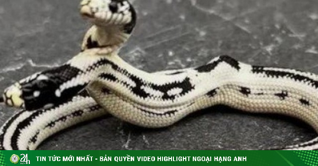 Con rắn 2 đầu quý hiếm giá 1,3 tỷ đồng, chủ nhân quyết không bán