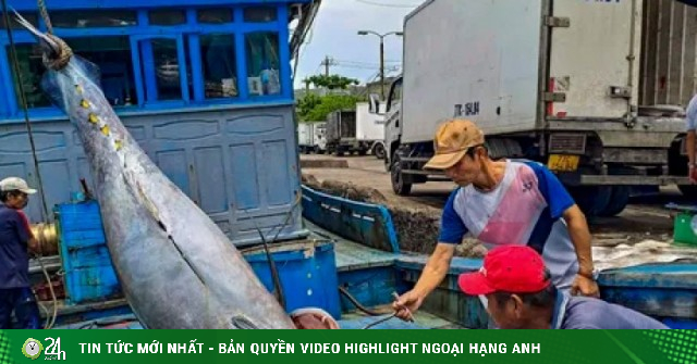 Xem ngư dân ‘khui hầm’ cá đánh bắt được từ Hoàng Sa, Trường Sa