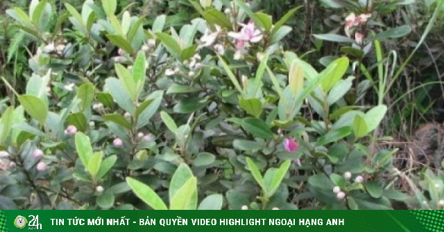 Cây sim - Loài cây dại quen thuộc nhưng ẩn chứa "kho báu” dược liệu ít ...