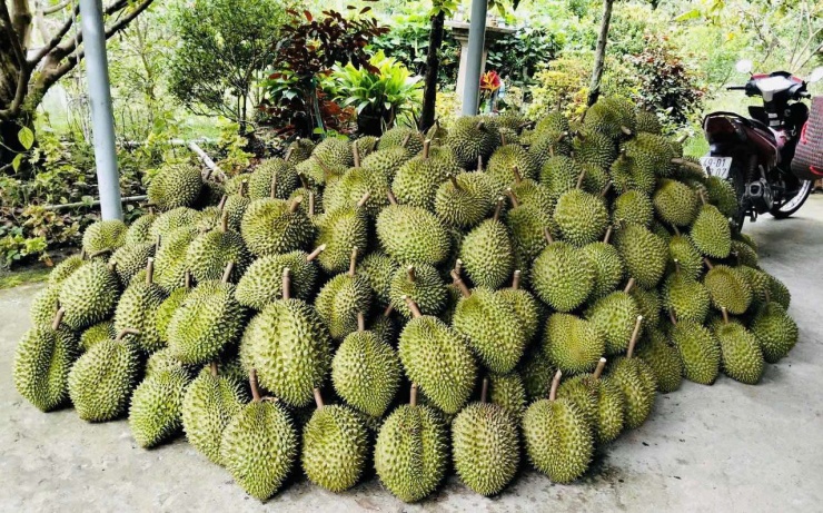 Xã Cái Bè, tỉnh Đồng Tháp mới (địa phận tỉnh Tiền Giang cũ) trồng loại ...