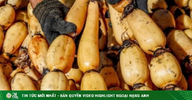 Thứ củ "ngoài xấu trong đẹp" bổ chẳng kém nhân sâm, cực tốt cho phái đẹp