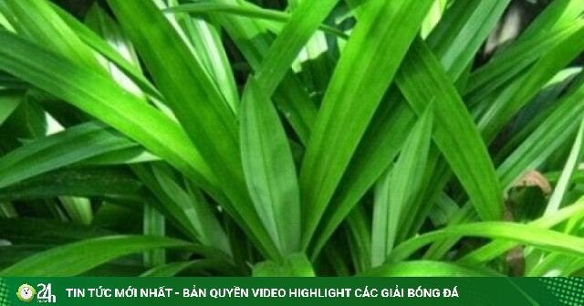 Cây thuốc tỏa mùi thơm đặc biệt, tốt cho sức khoẻ chẳng kém nhân sâm tổ yến