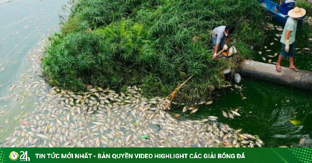 Quây lưới vớt hàng tấn cá chết ở hồ Nghĩa Đô