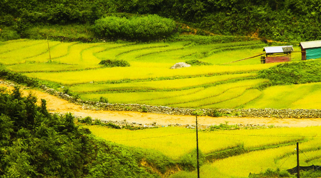 Săn mùa lúa chín