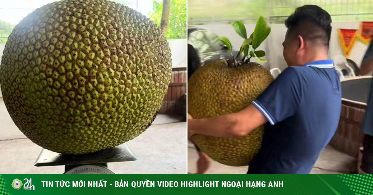 Quả mít "khủng” 55kg ở Hải Dương khiến chủ nhà bê "ná thở"