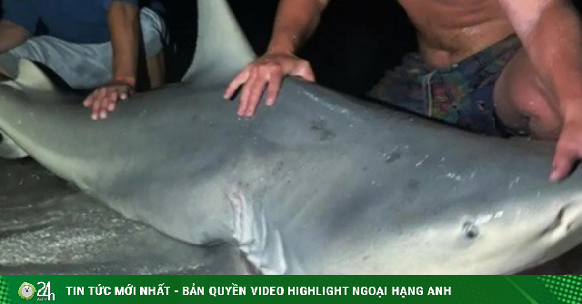 Nam thanh niên câu được con cá mập hổ dài gần 4 mét trên biển