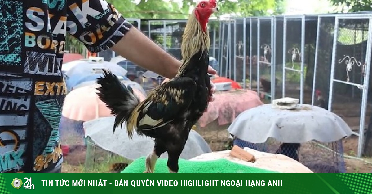 Clip: Cận cảnh chú gà trống có 3 chân khiến người dân kinh ngạc