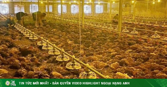 9.000 con gà chết do chập điện, chủ tịch xã ở Nghệ An kêu gọi 'giải cứu'