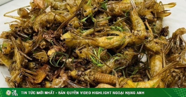 Đặc sản ‘tôm bay’ đắt ngang tôm hùm ở miền Bắc, khách có tiền cũng khó mua